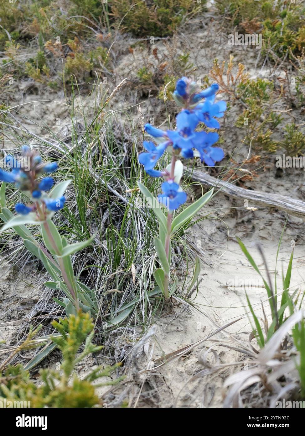 Wax-leaf Beardtongue (Penstemon nitidus Stock Photo - Alamy