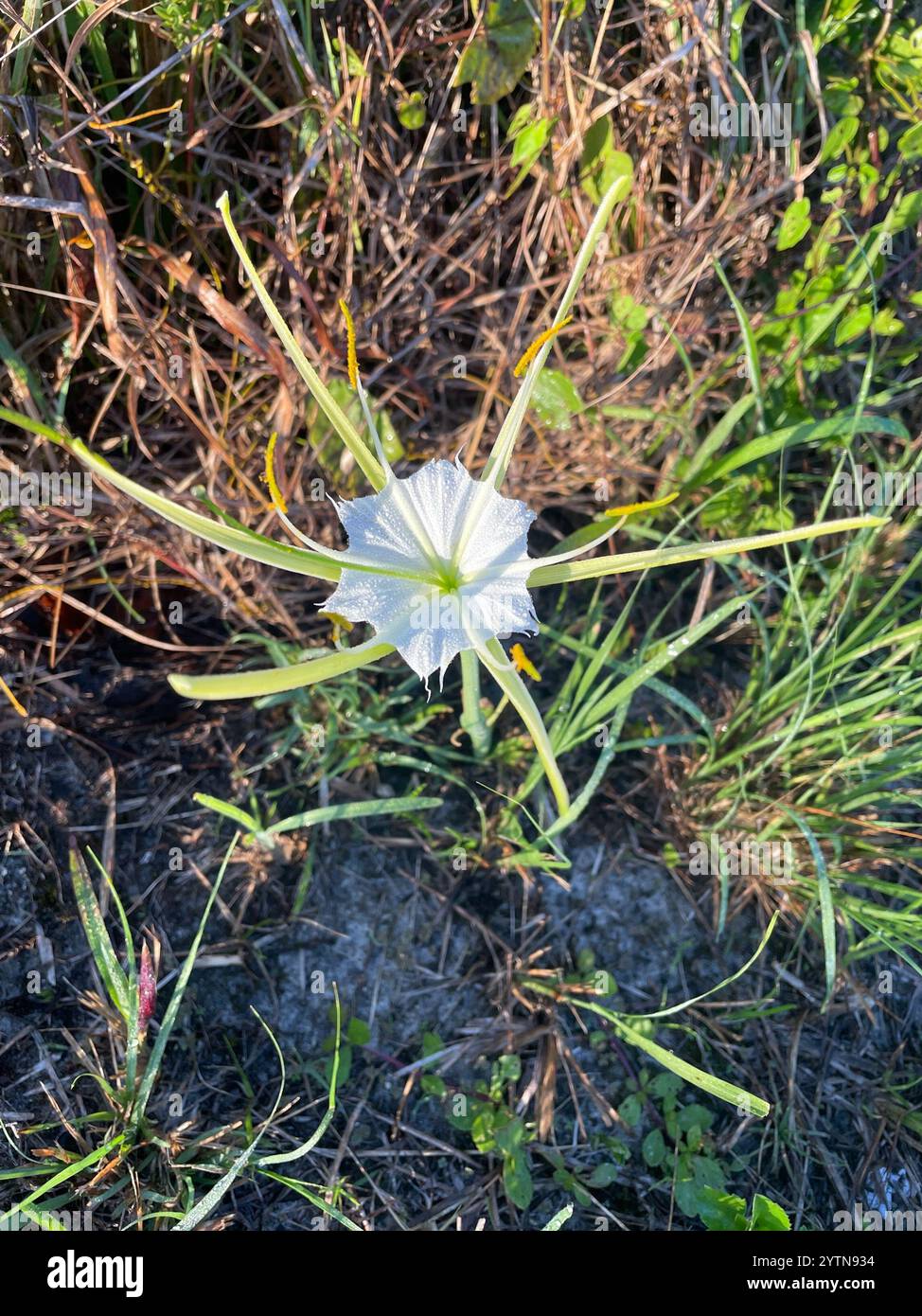 Alligator lily (Hymenocallis palmeri Stock Photo - Alamy