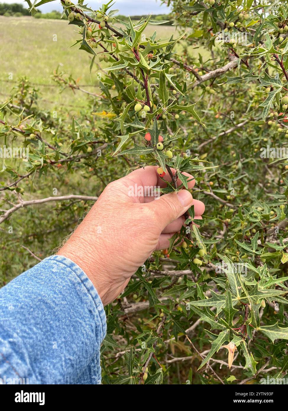 Agarita (Berberis trifoliolata Stock Photo - Alamy