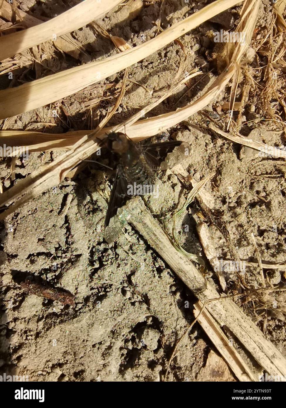 Black Banded Bee Fly (Hemipenthes morio Stock Photo - Alamy