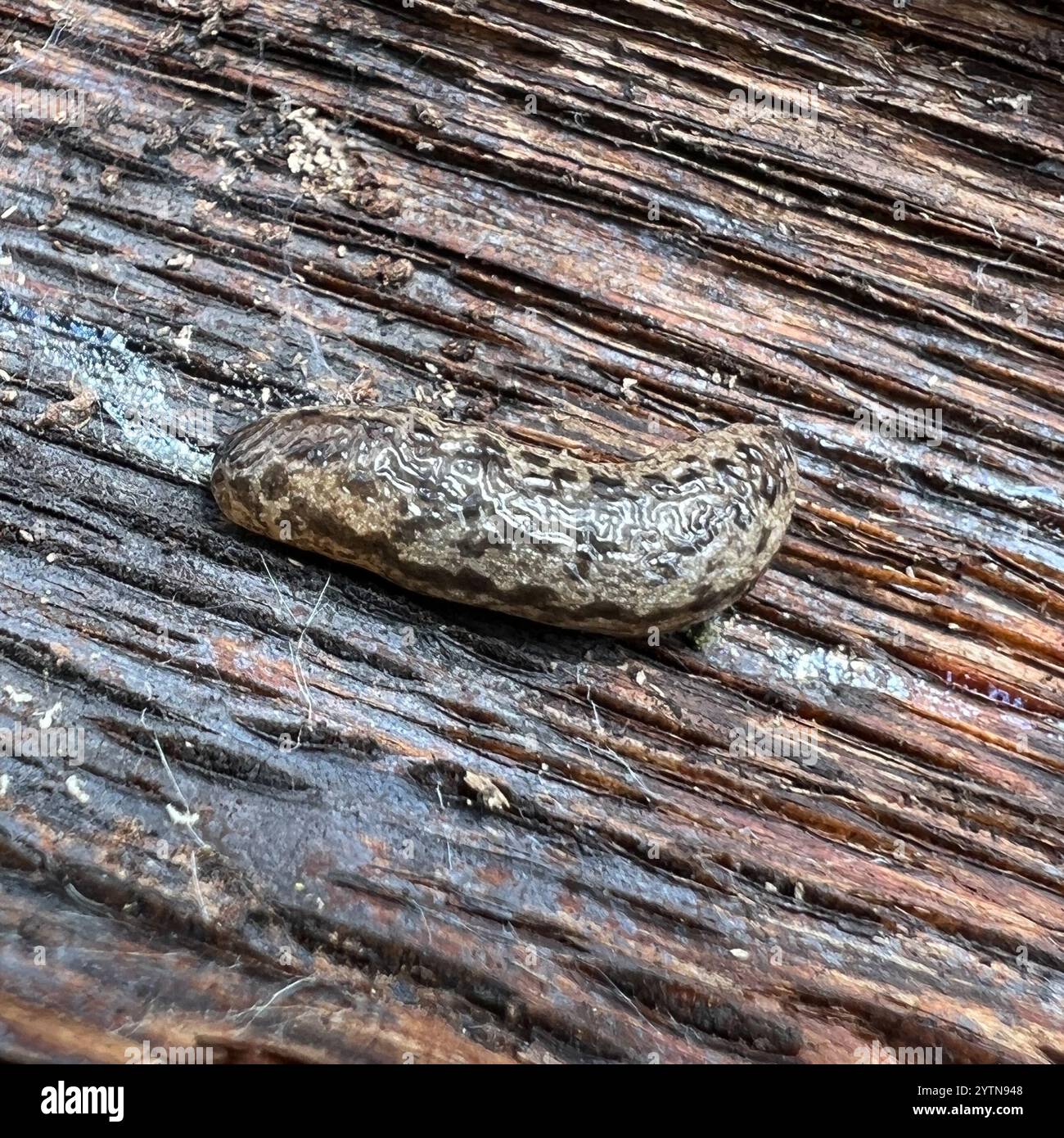 Changeable Mantleslug (Megapallifera mutabilis Stock Photo - Alamy