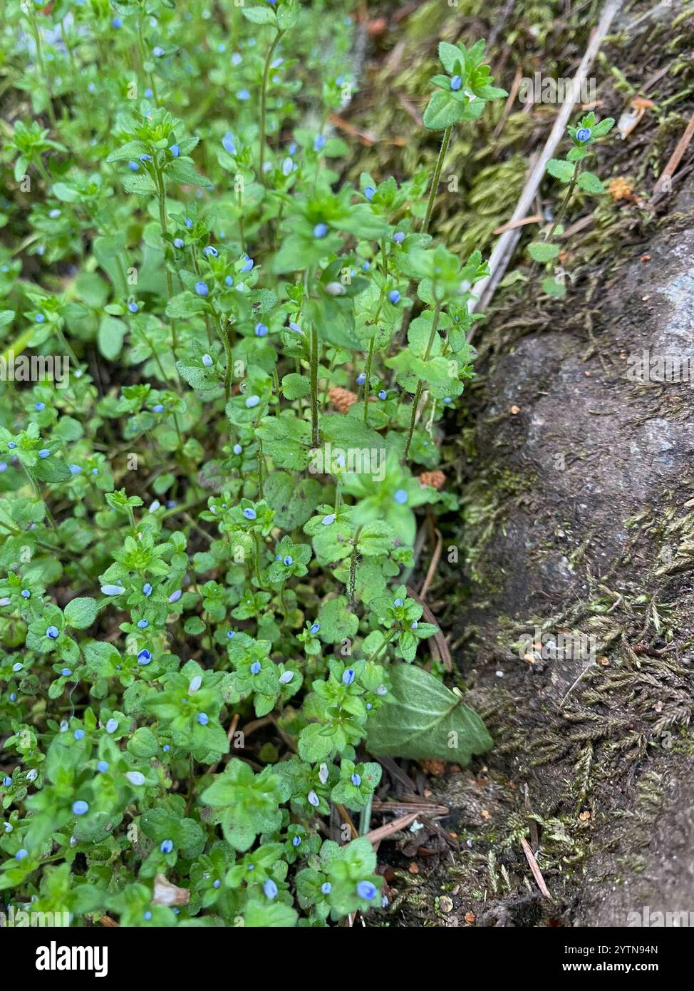 corn speedwell (Veronica arvensis Stock Photo - Alamy