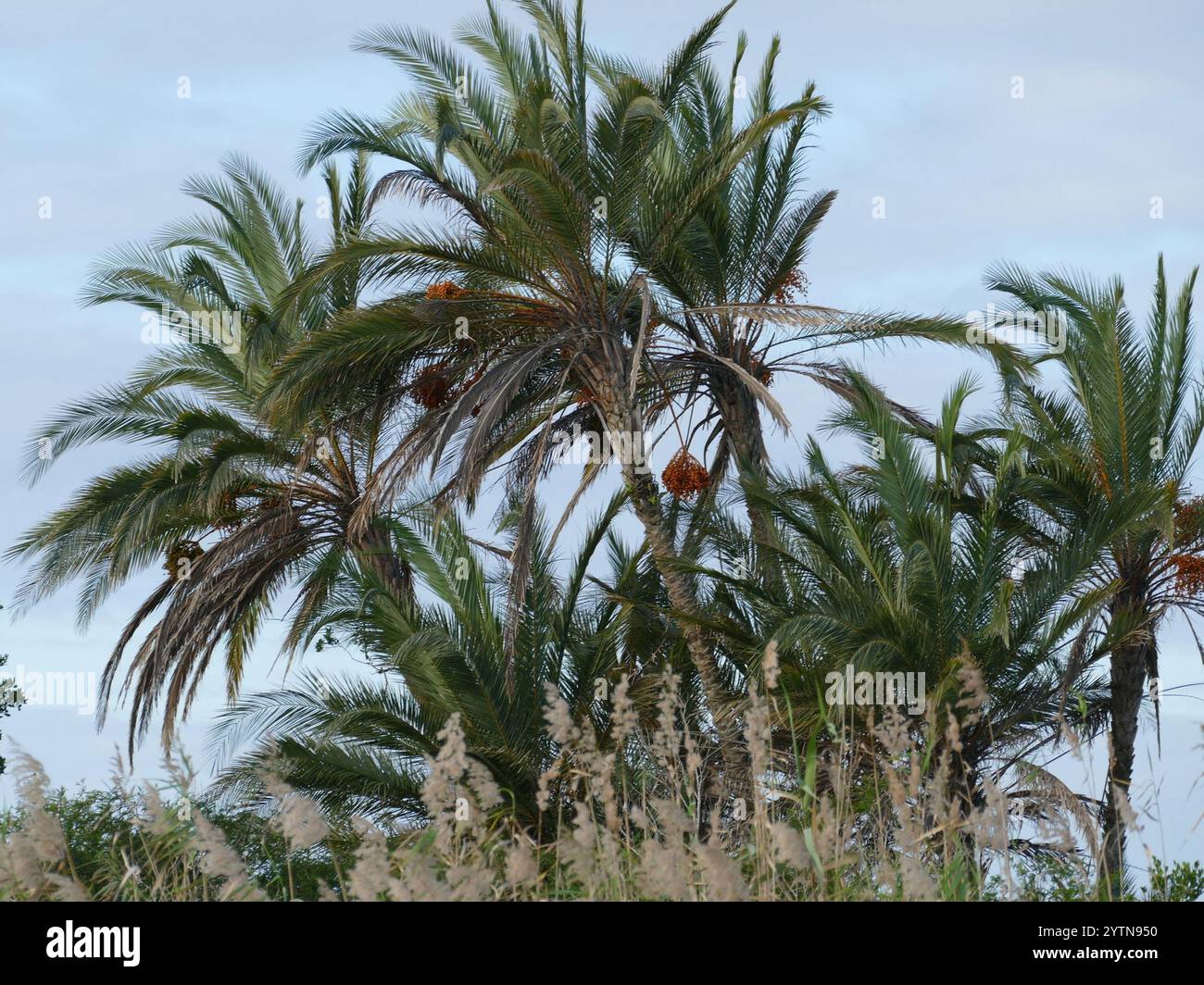 Reclining Date Palm (Phoenix reclinata Stock Photo - Alamy