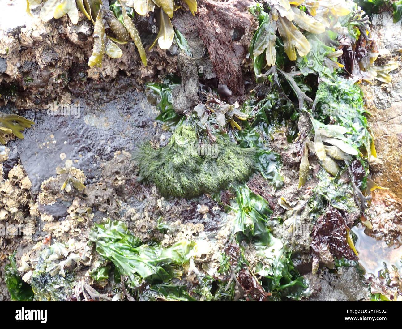 Acrosiphonia hi-res stock photography and images - Alamy