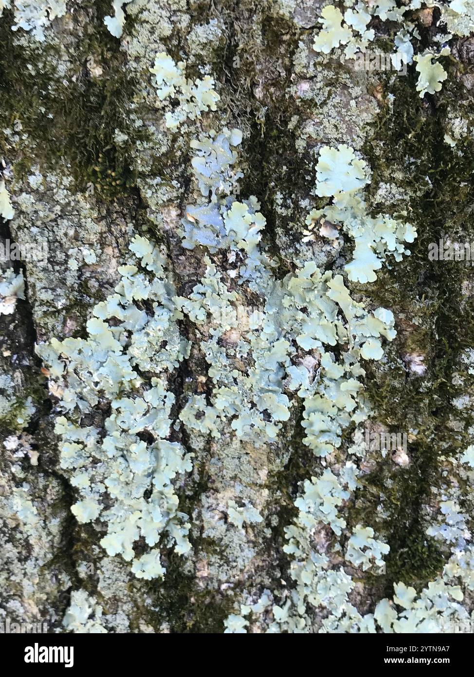 common greenshield lichen (Flavoparmelia caperata Stock Photo - Alamy