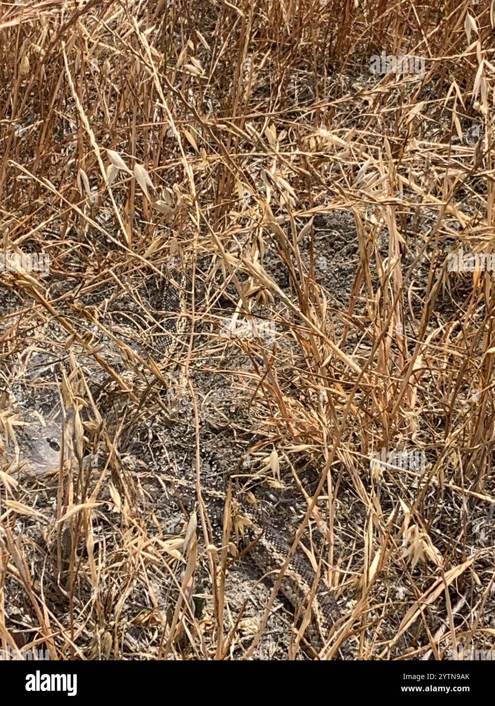 San Diego Gopher Snake (Pituophis catenifer annectens Stock Photo - Alamy