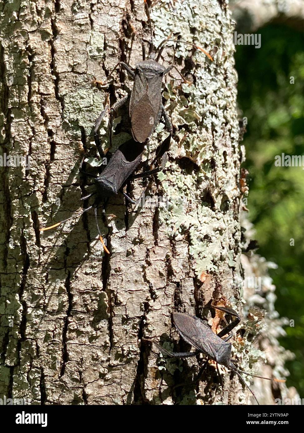 Spine-headed Bugs (Acanthocephala Stock Photo - Alamy