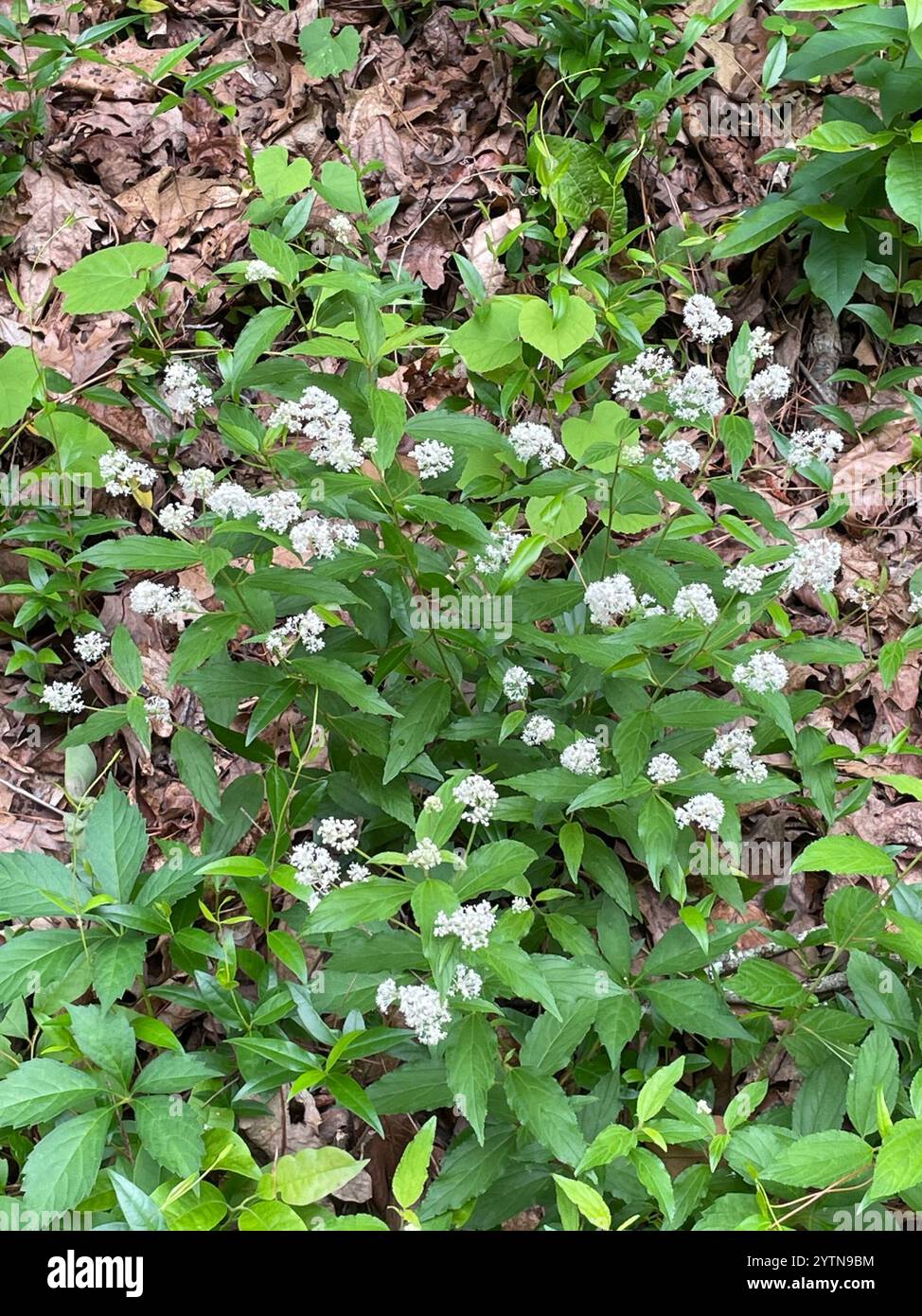 New Jersey tea (Ceanothus americanus Stock Photo - Alamy