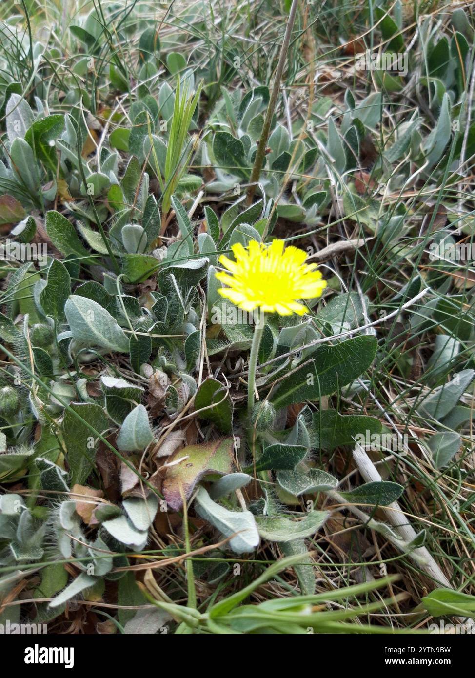 mouse-eared hawkweed (Pilosella officinarum Stock Photo - Alamy