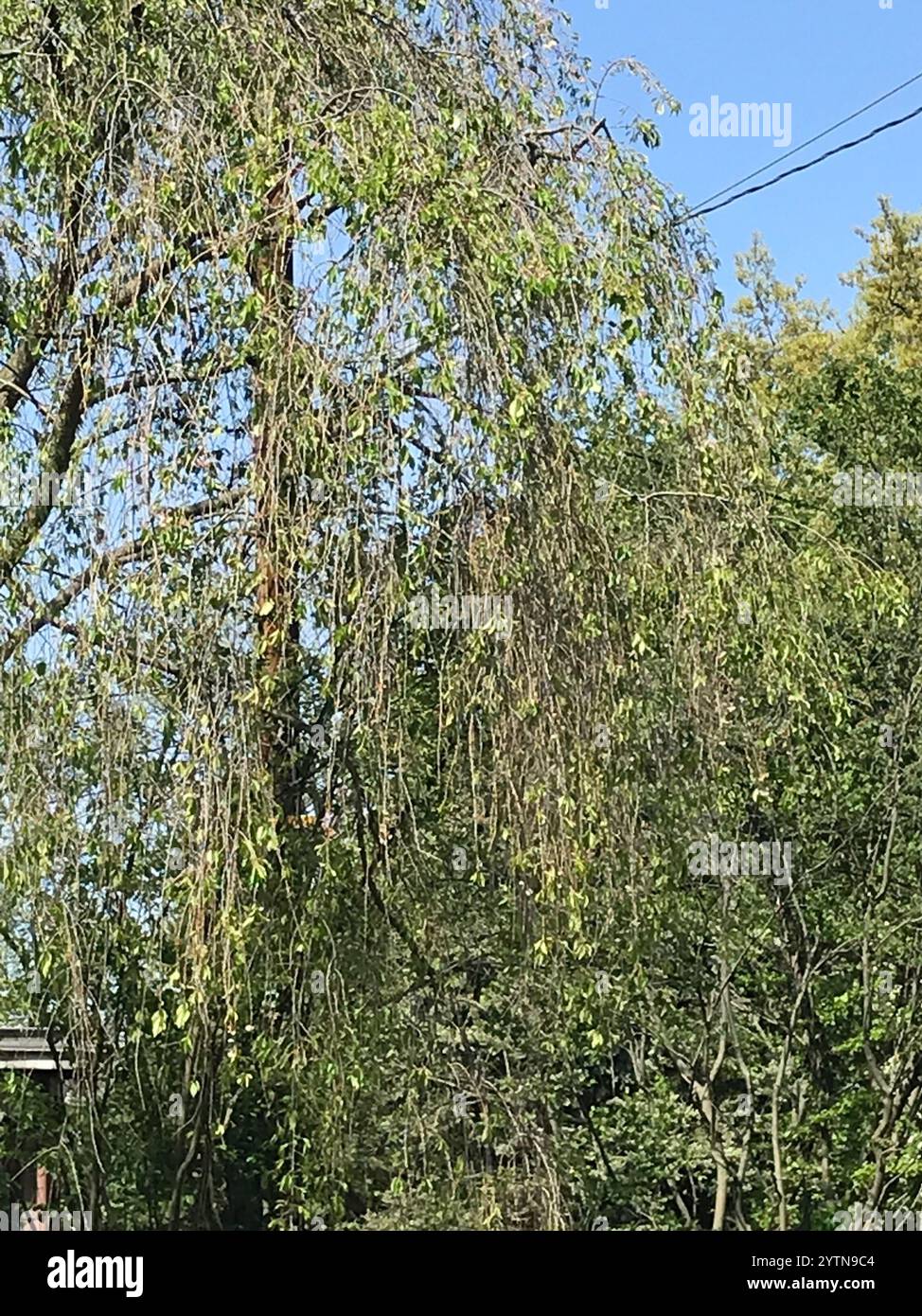 weeping willow (Salix babylonica Stock Photo - Alamy