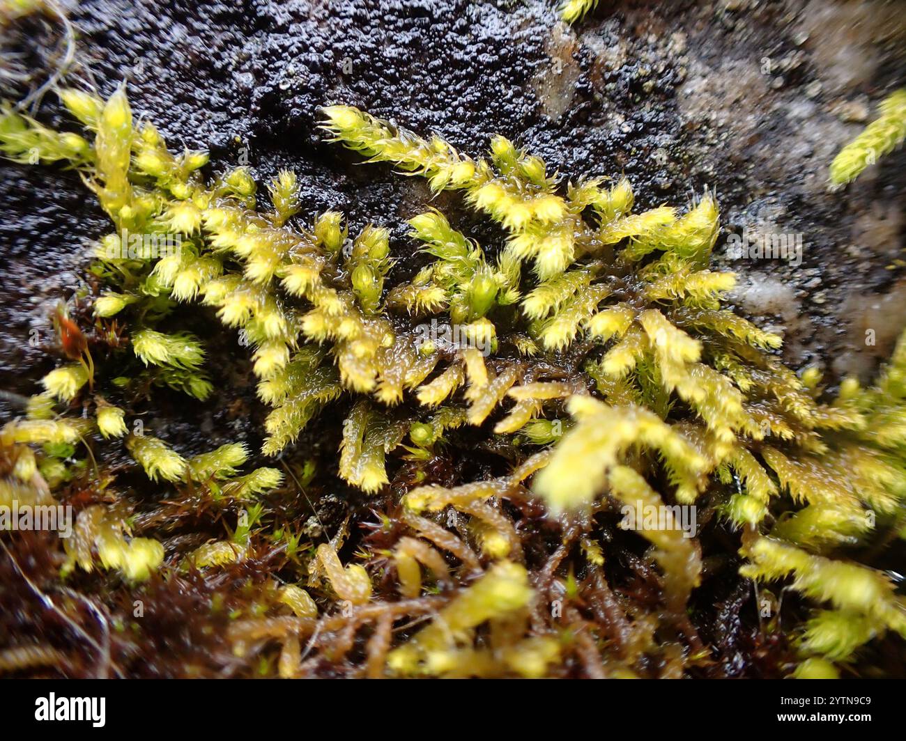 Bolander's claopodium moss (Claopodium bolanderi Stock Photo - Alamy
