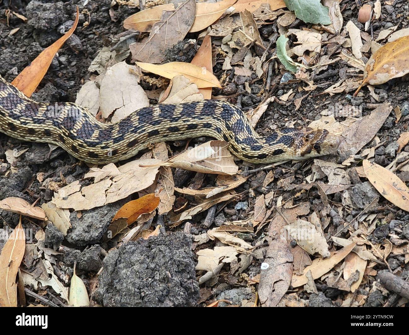 Pacific Gopher Snake (Pituophis catenifer catenifer Stock Photo - Alamy