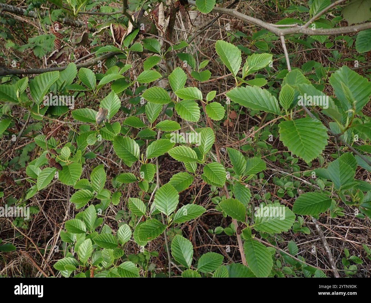 Red Alder (Alnus rubra Stock Photo - Alamy