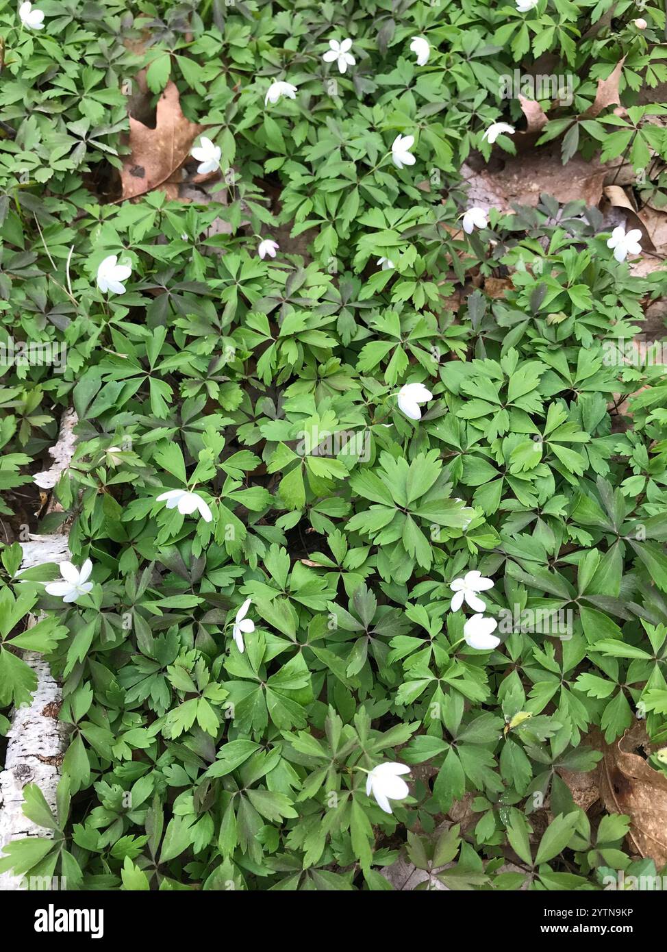 wood anemone (Anemonoides quinquefolia Stock Photo - Alamy