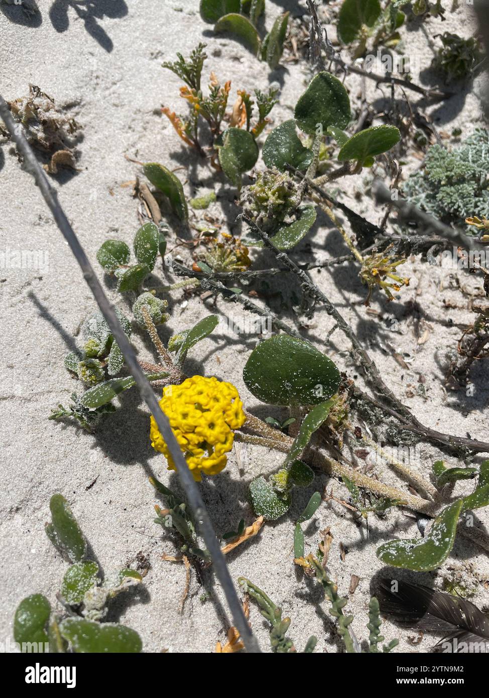 Yellow Sand Verbena (Abronia latifolia Stock Photo - Alamy