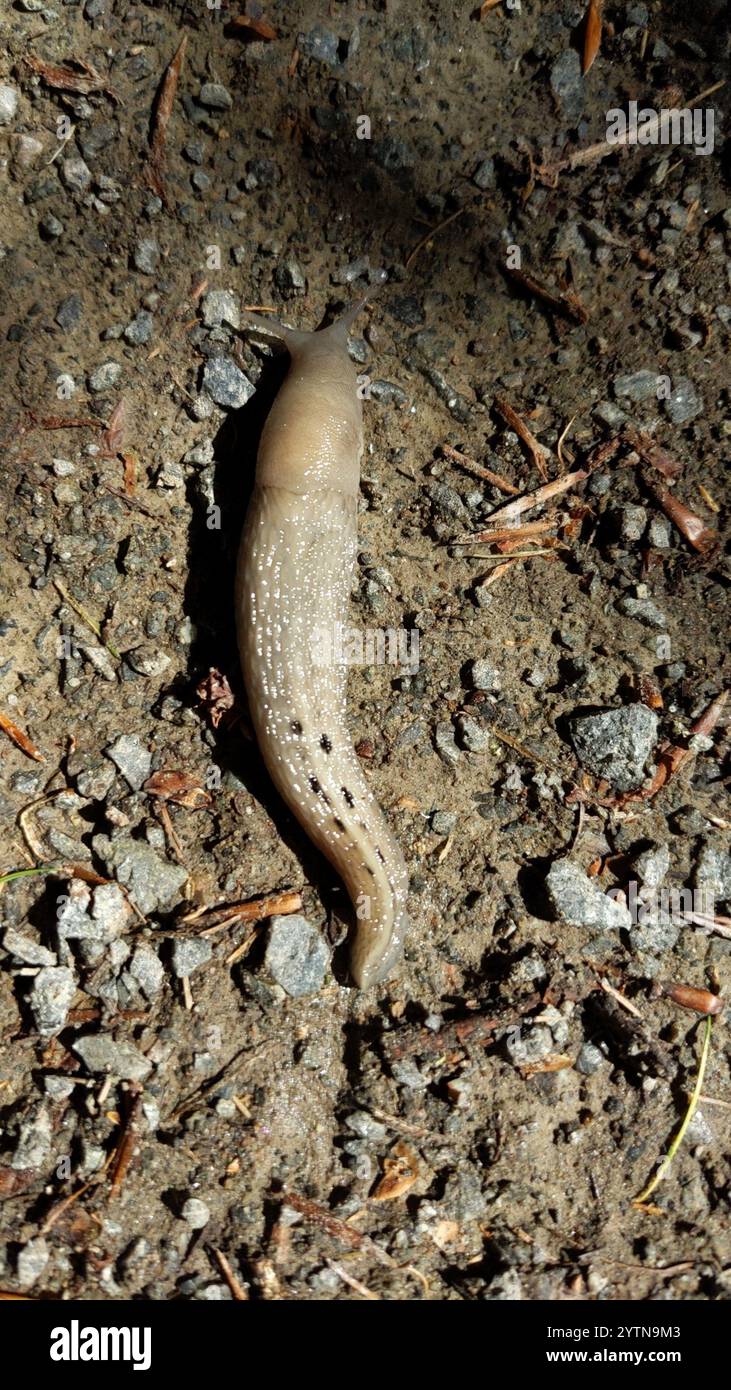 Ash black slug hi-res stock photography and images - Alamy