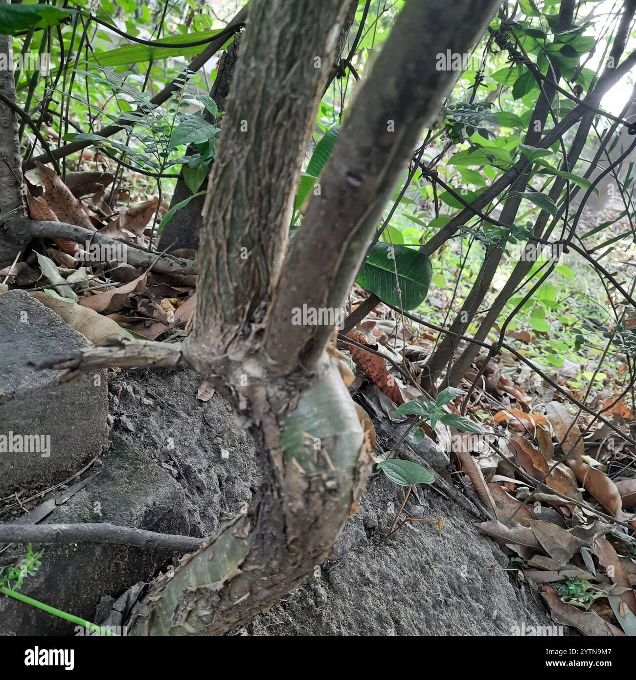 Barbados Nut (Jatropha curcas Stock Photo - Alamy