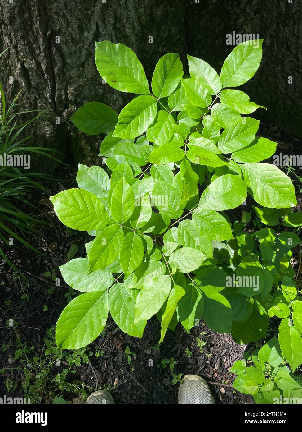 white ash (Fraxinus americana Stock Photo - Alamy