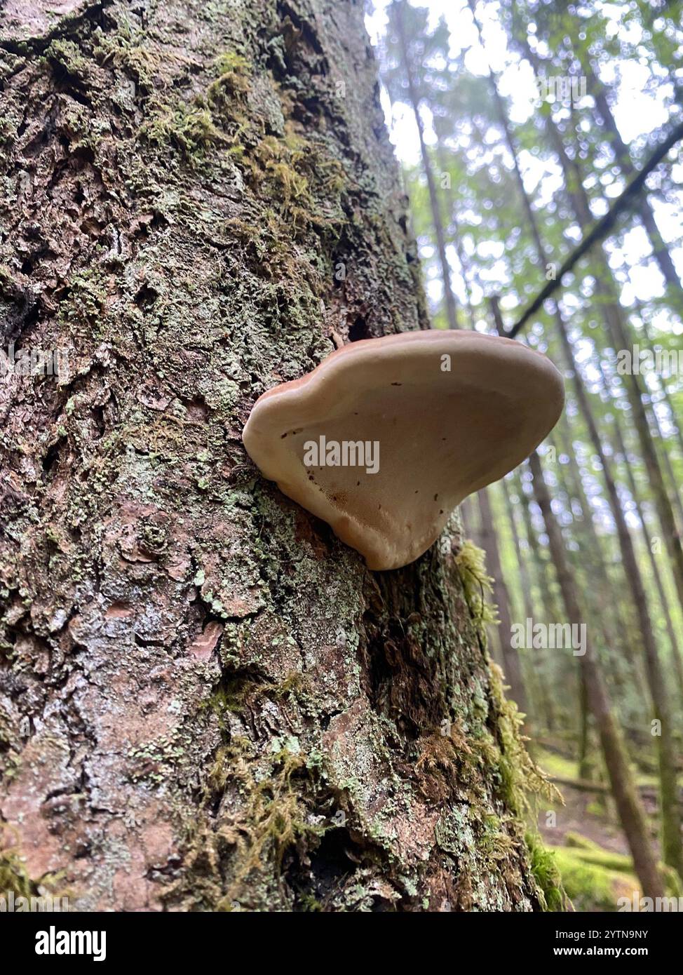 Northern Red Belt (Fomitopsis mounceae Stock Photo - Alamy