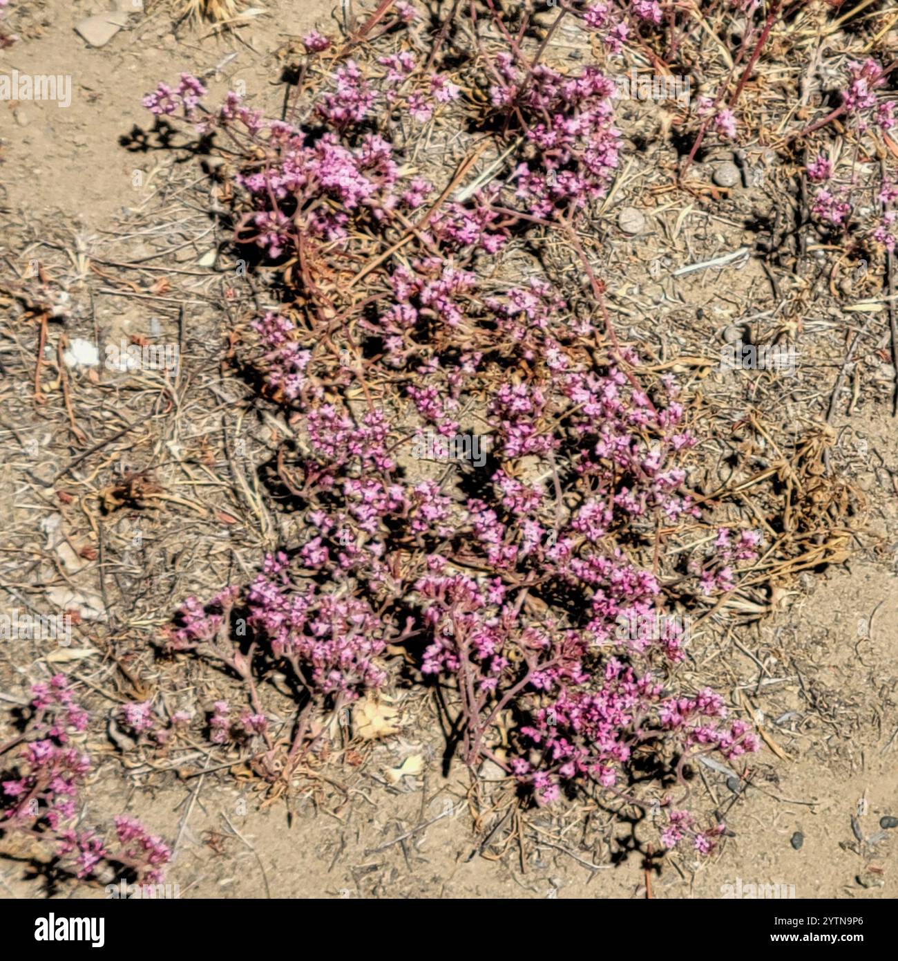 Turkish rugging (Chorizanthe staticoides Stock Photo - Alamy