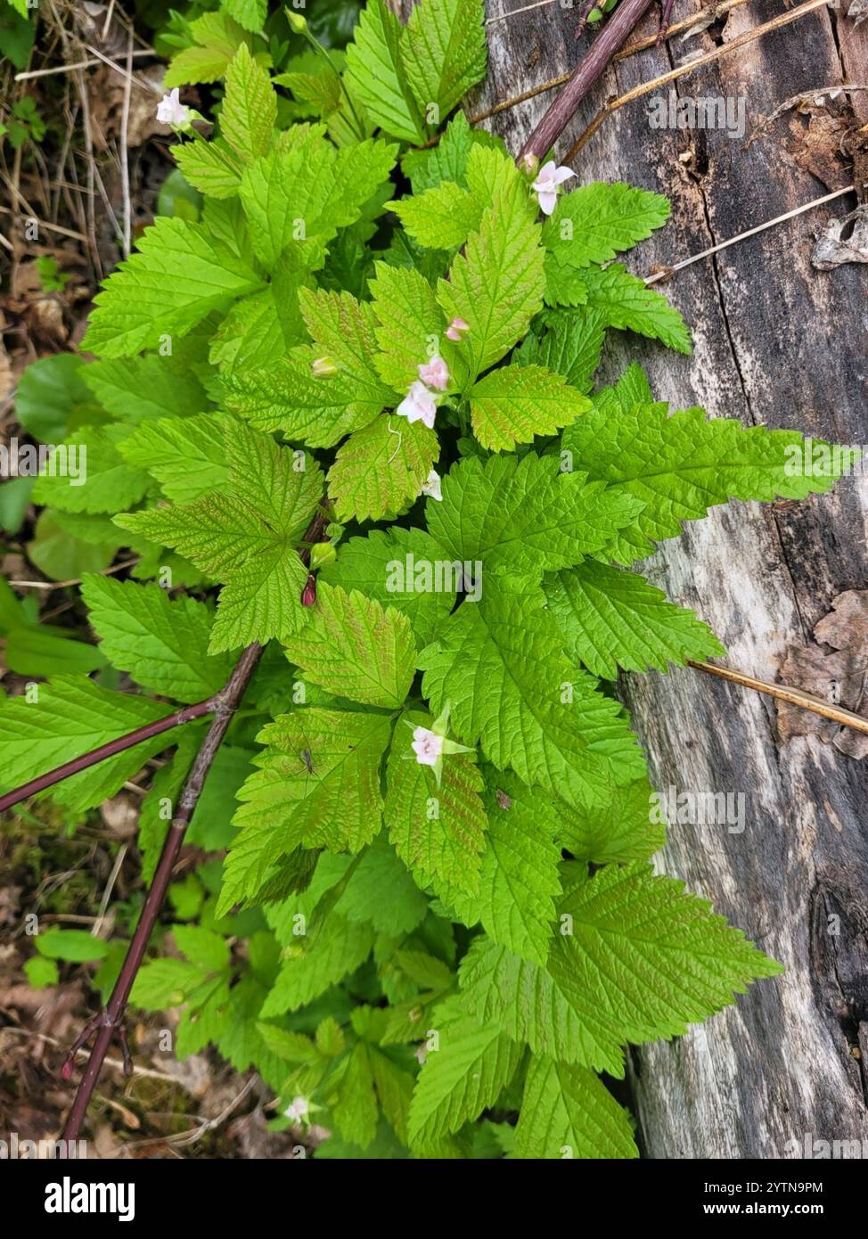 Arctic raspberry (Rubus arcticus Stock Photo - Alamy