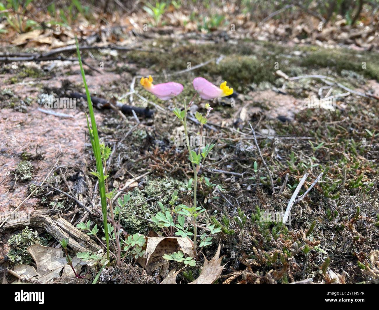 Capnoides sempervirens hi-res stock photography and images - Alamy