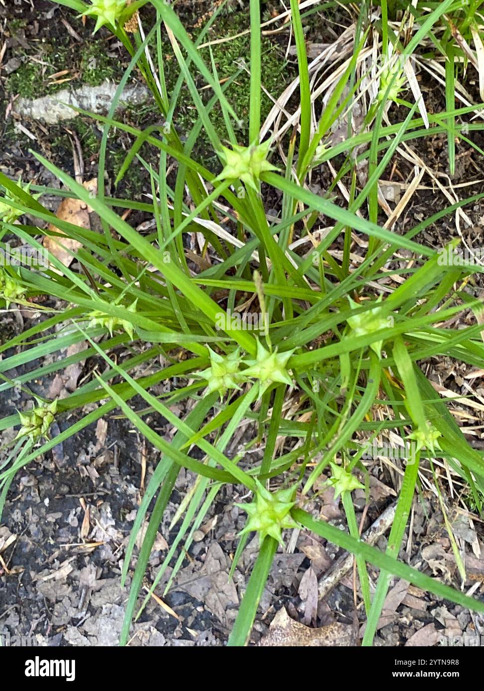 bladder sedge (Carex intumescens Stock Photo - Alamy