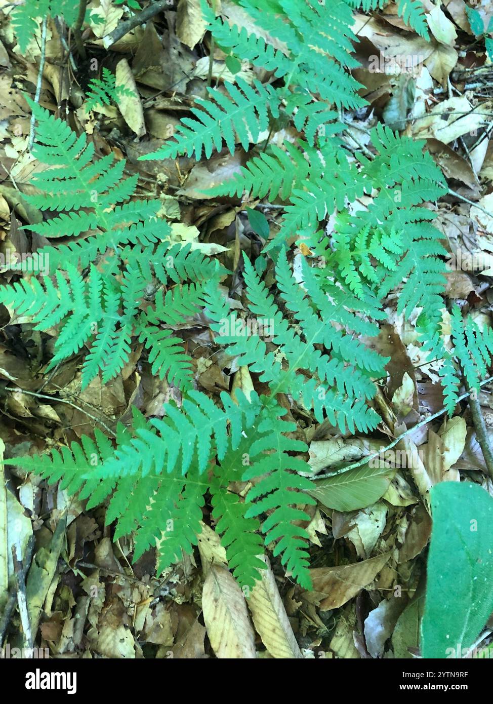 broad beech fern (Phegopteris hexagonoptera Stock Photo - Alamy