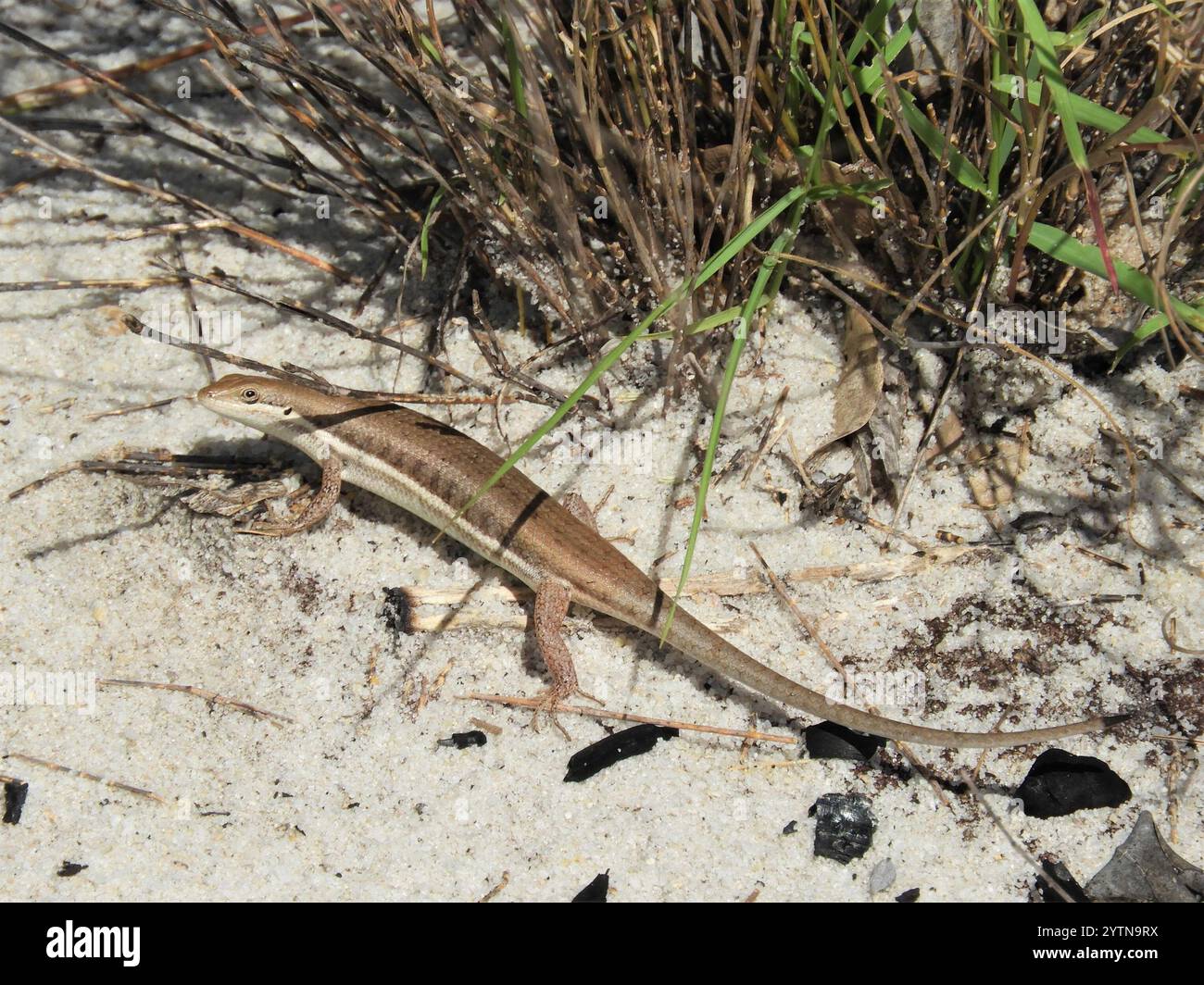 Variable Skink (Trachylepis varia Stock Photo - Alamy