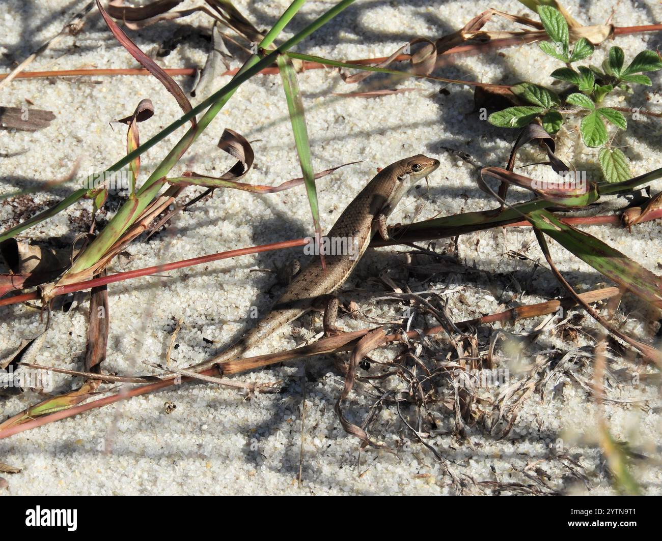Variable Skink (Trachylepis varia Stock Photo - Alamy