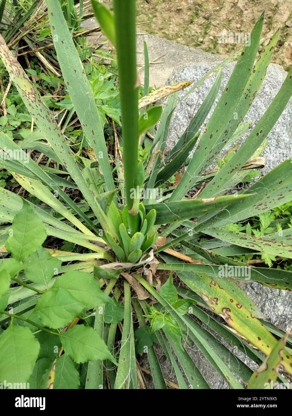 common yucca (Yucca filamentosa Stock Photo - Alamy