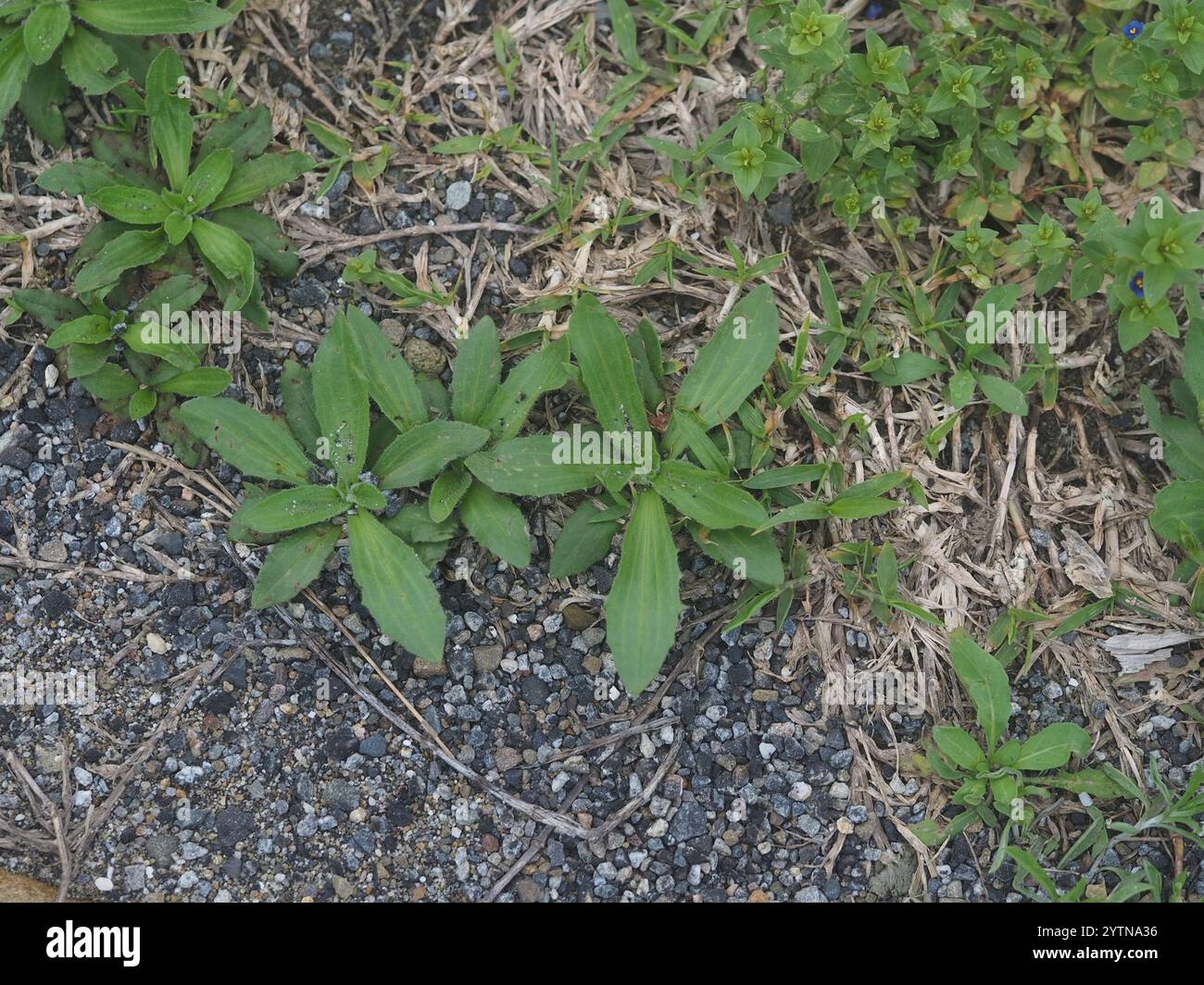 dwarf plantain (Plantago virginica Stock Photo - Alamy