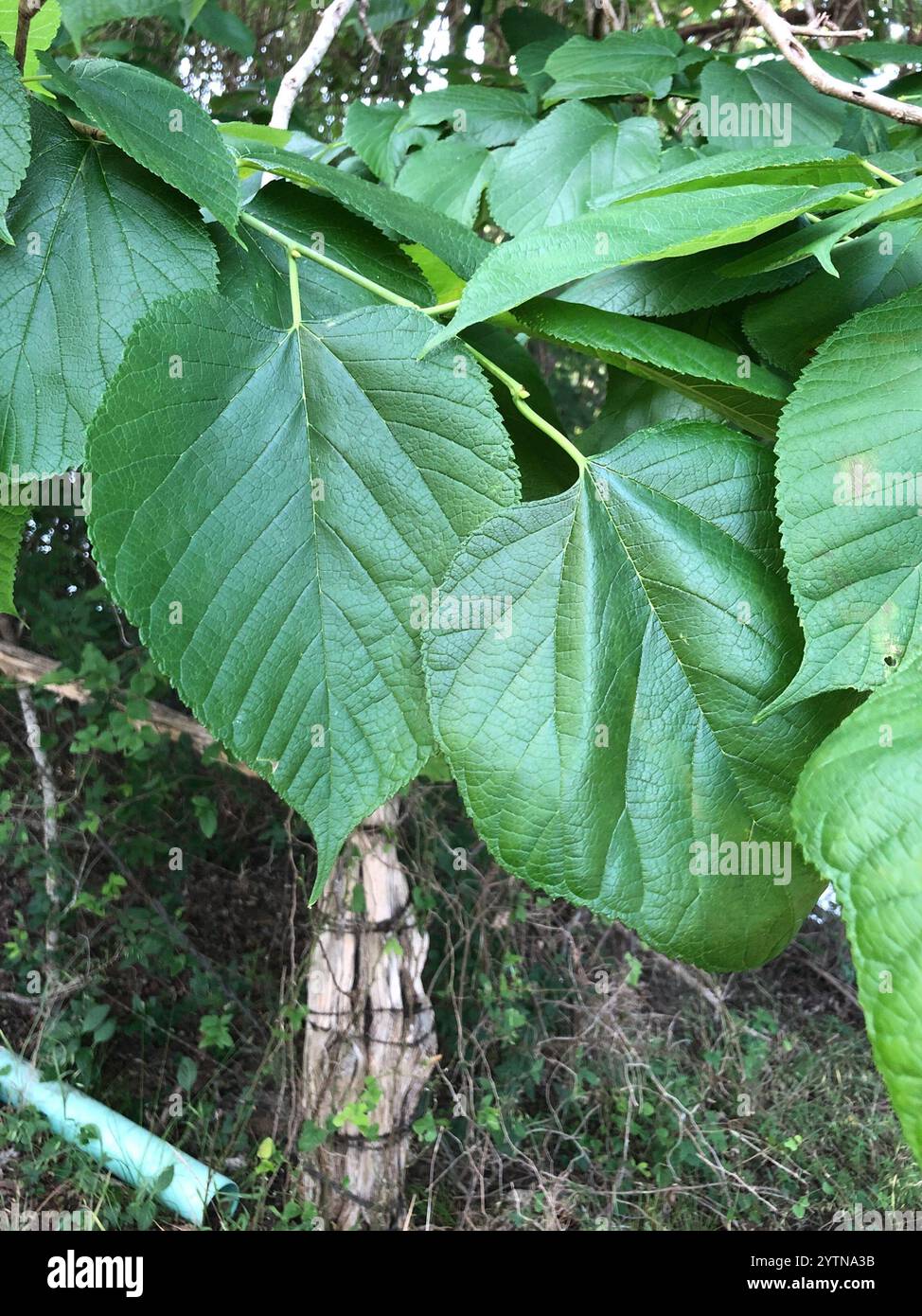 red mulberry (Morus rubra Stock Photo - Alamy