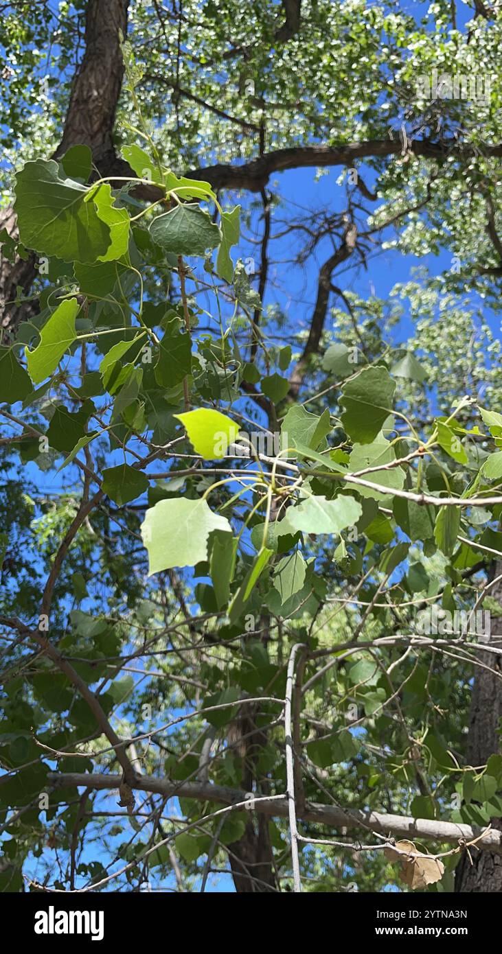 Fremont Cottonwood (Populus fremontii Stock Photo - Alamy