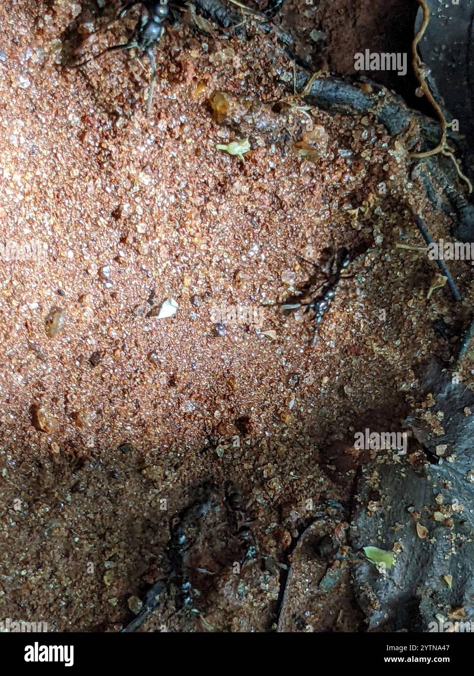 Matabele Ant (Megaponera analis Stock Photo - Alamy