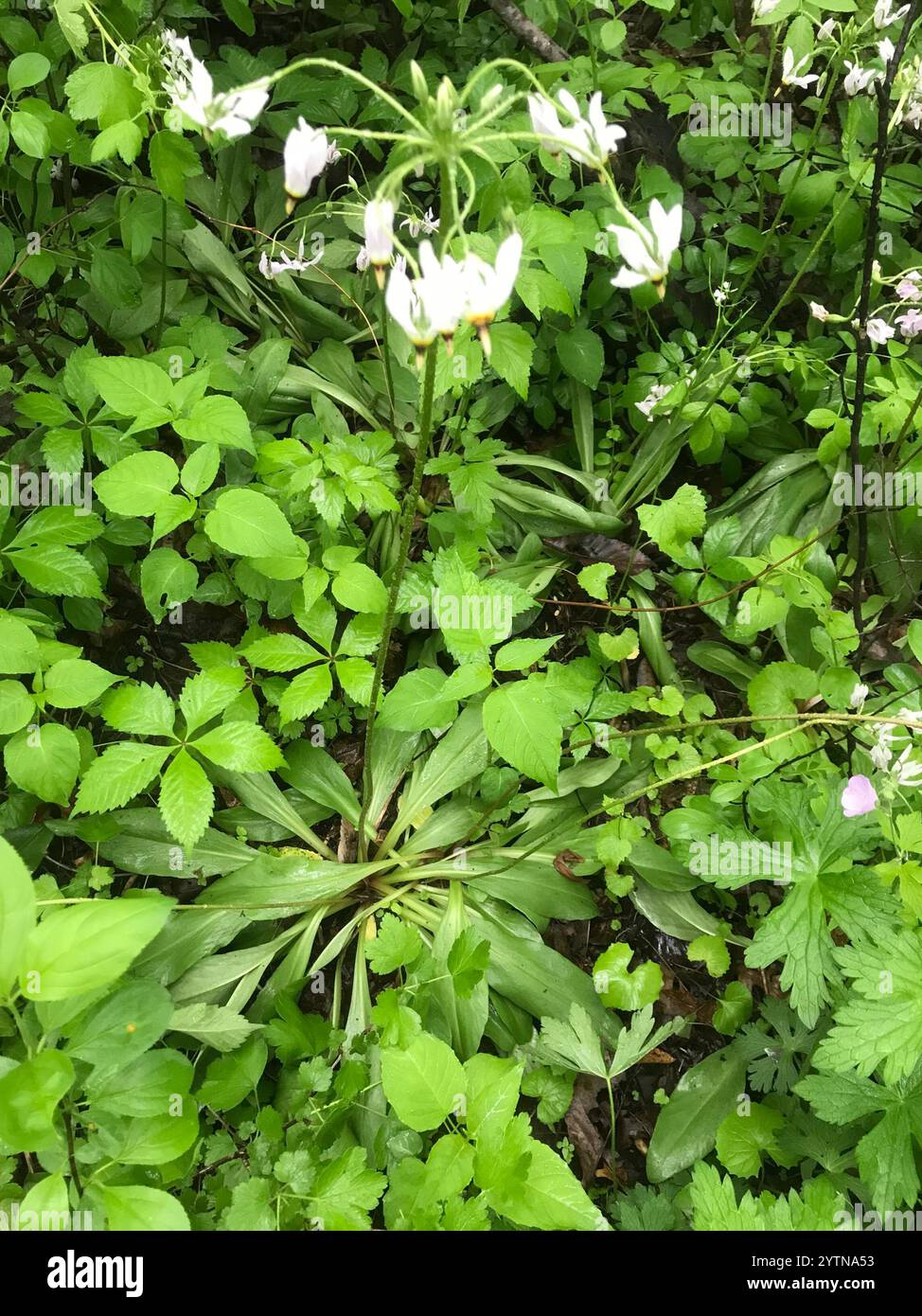 eastern shooting star (Primula meadia Stock Photo - Alamy