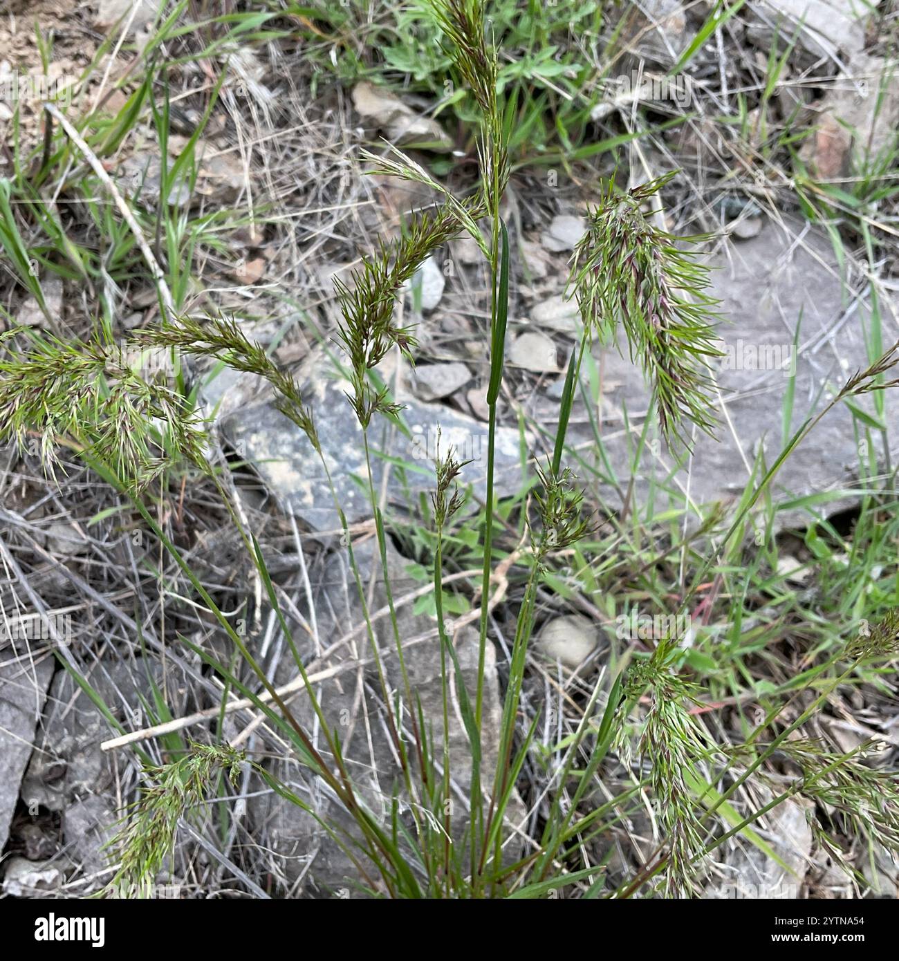 Bulbous Bluegrass (Poa bulbosa Stock Photo - Alamy