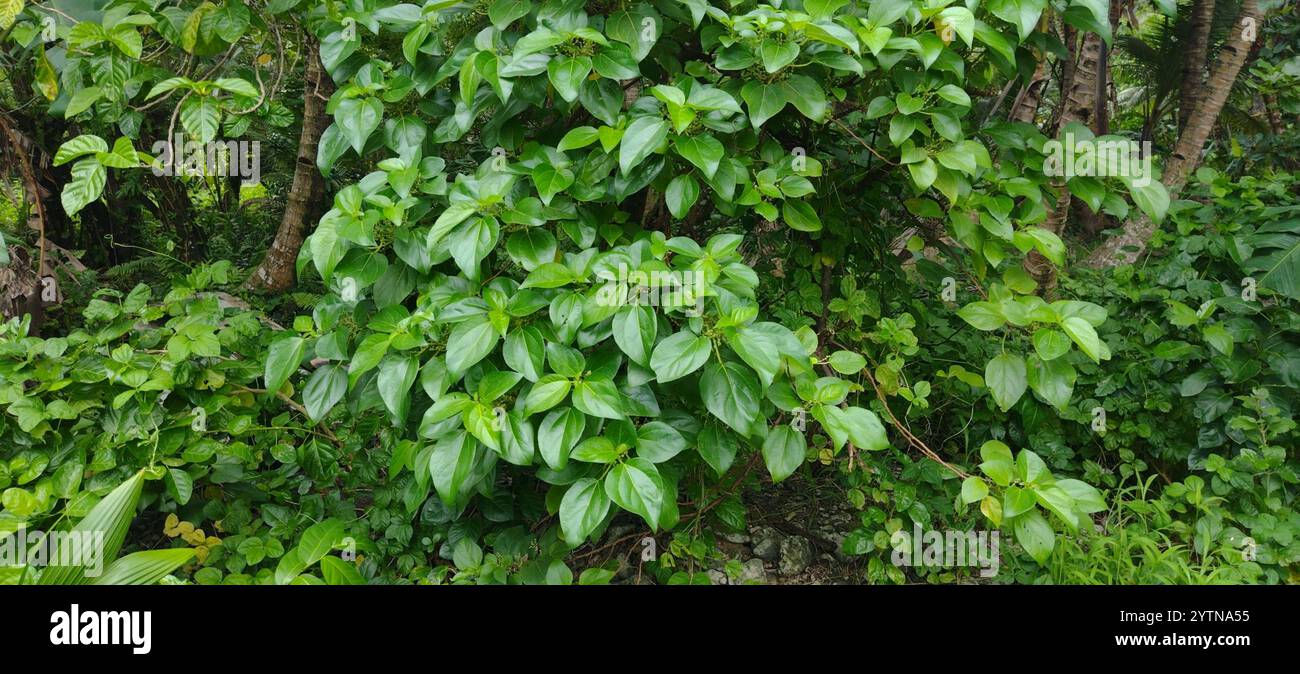 nettle family (Urticaceae Stock Photo - Alamy