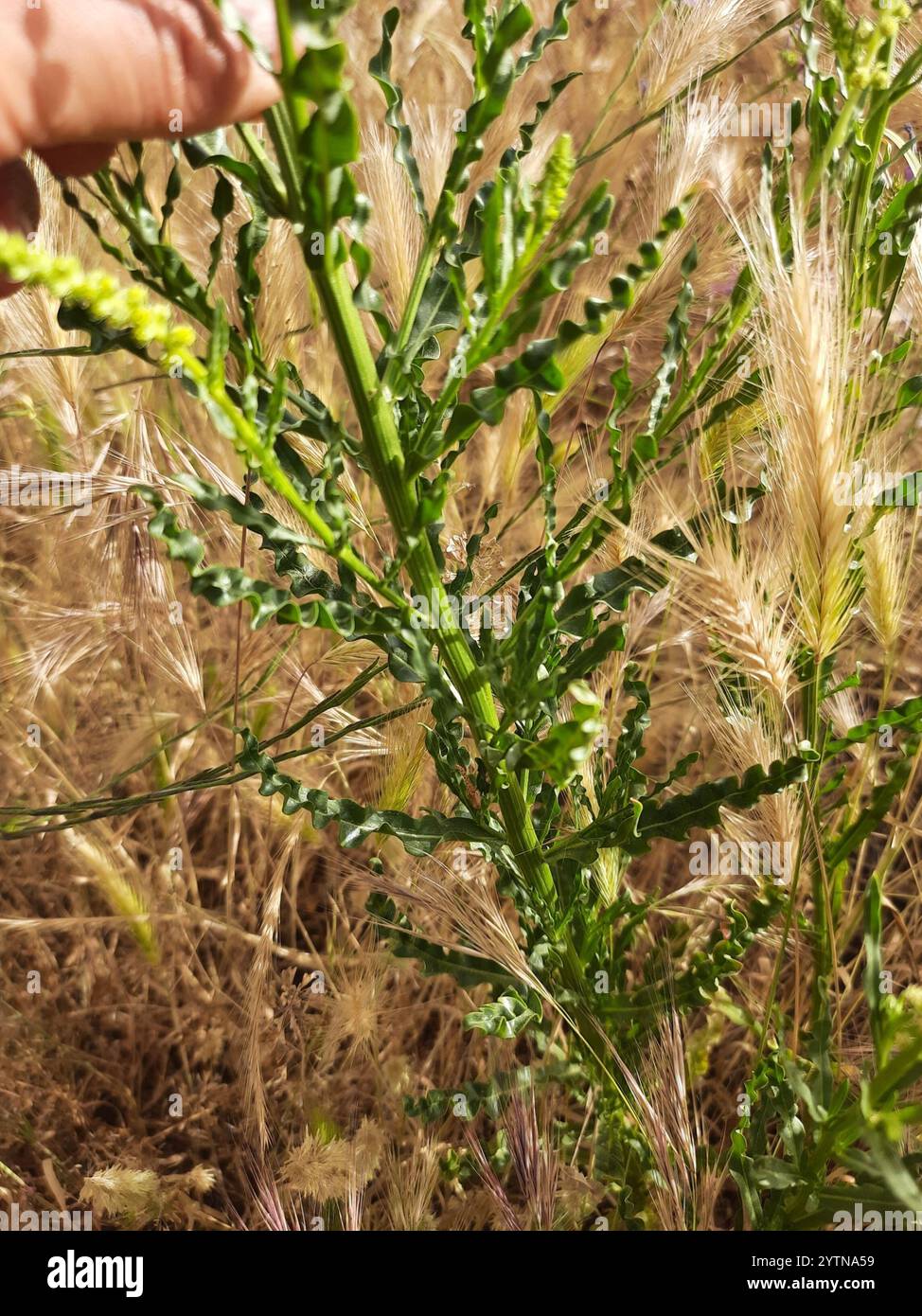 Weld (Reseda luteola Stock Photo - Alamy
