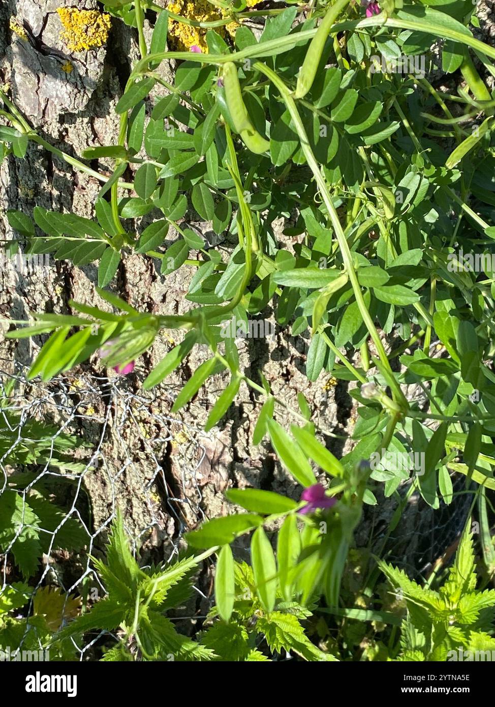 Common Vetch (Vicia sativa Stock Photo - Alamy