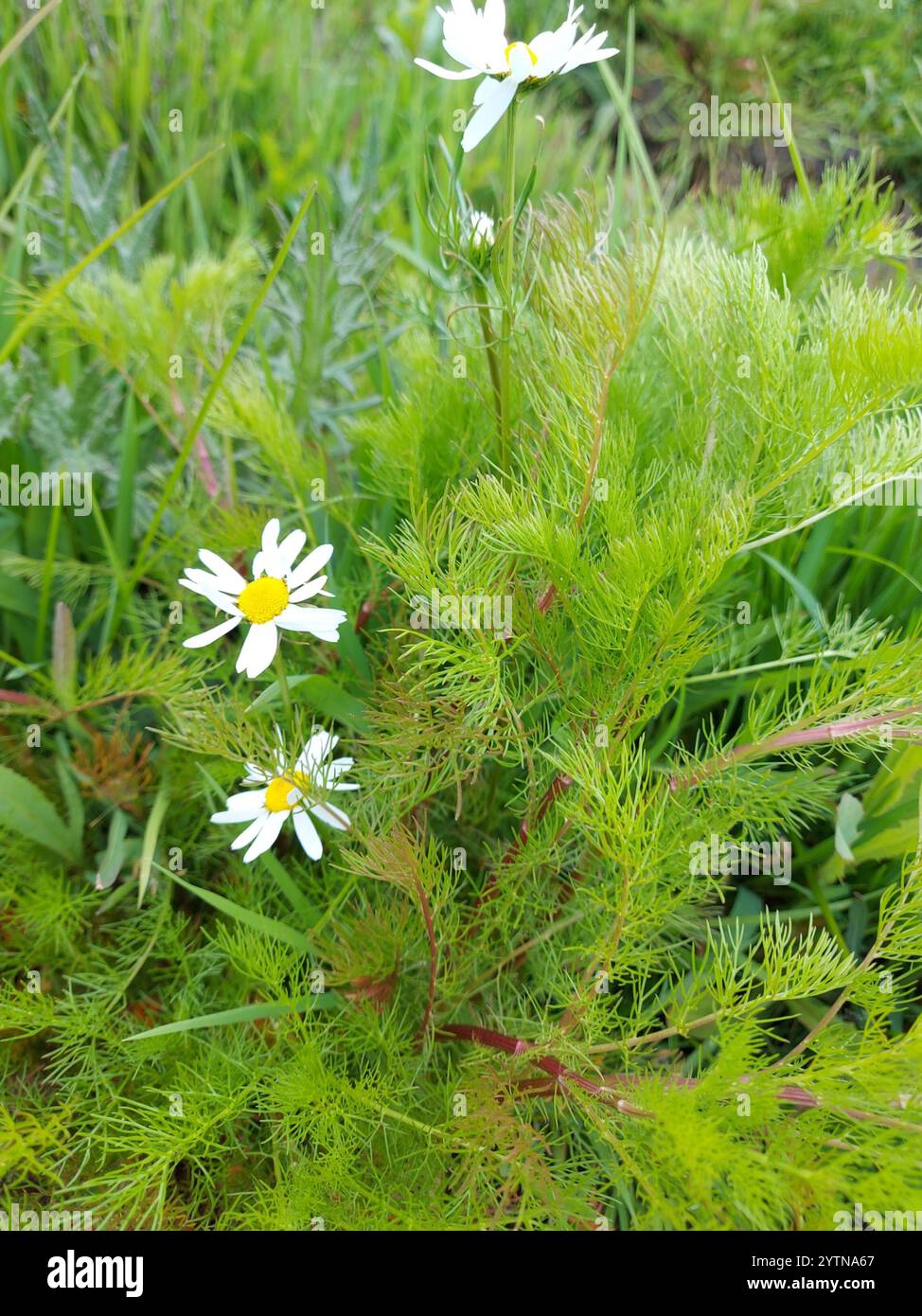scentless mayweed (Tripleurospermum inodorum Stock Photo - Alamy