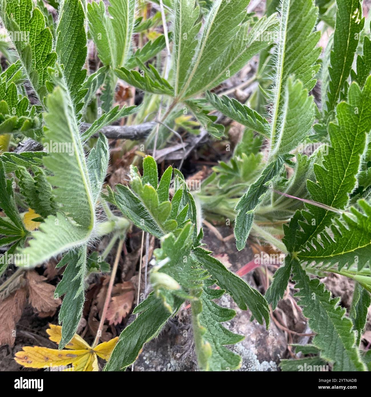 sulphur cinquefoil (Potentilla recta Stock Photo - Alamy