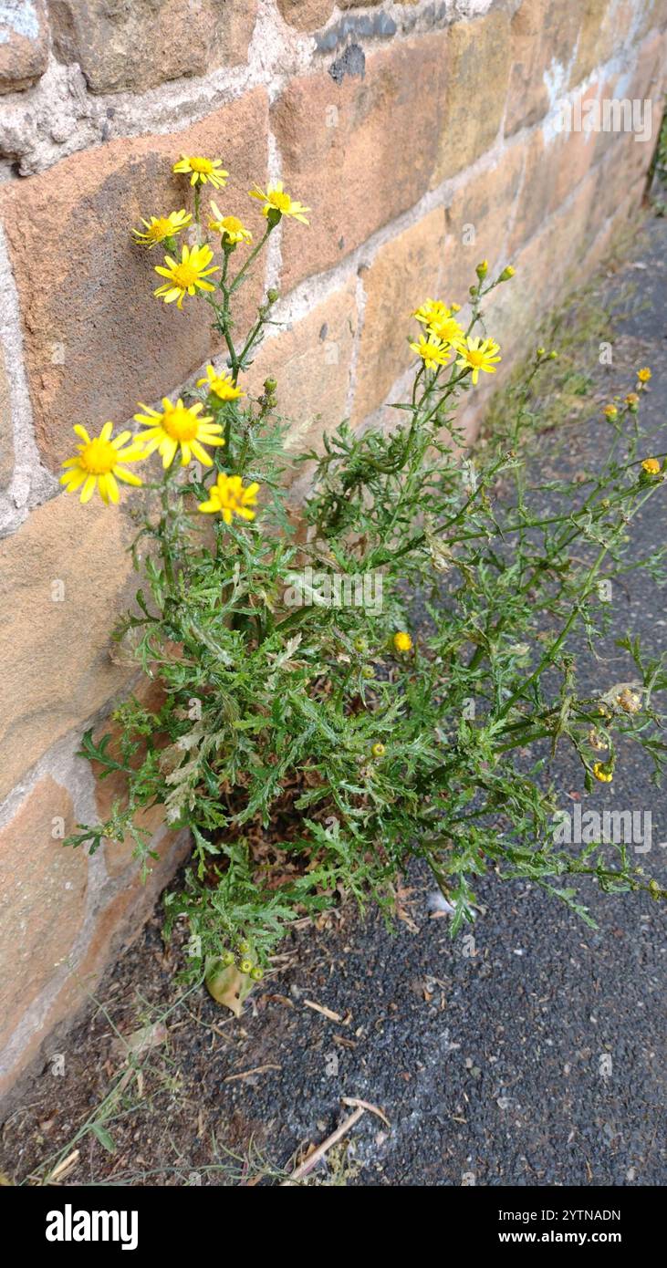 Oxford ragwort senecio squalidus hi-res stock photography and images ...