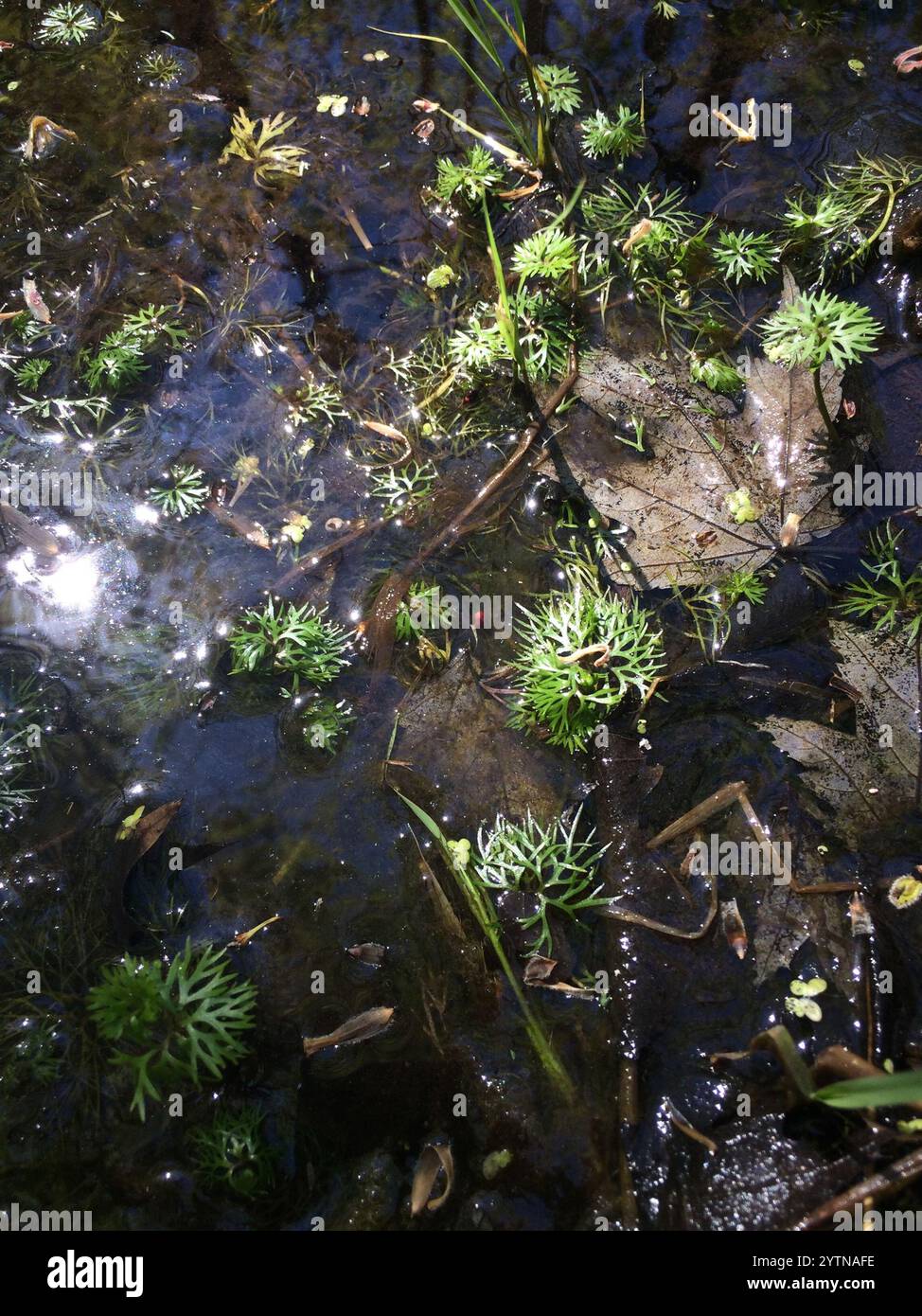 Yellow water crowfoot hi-res stock photography and images - Alamy