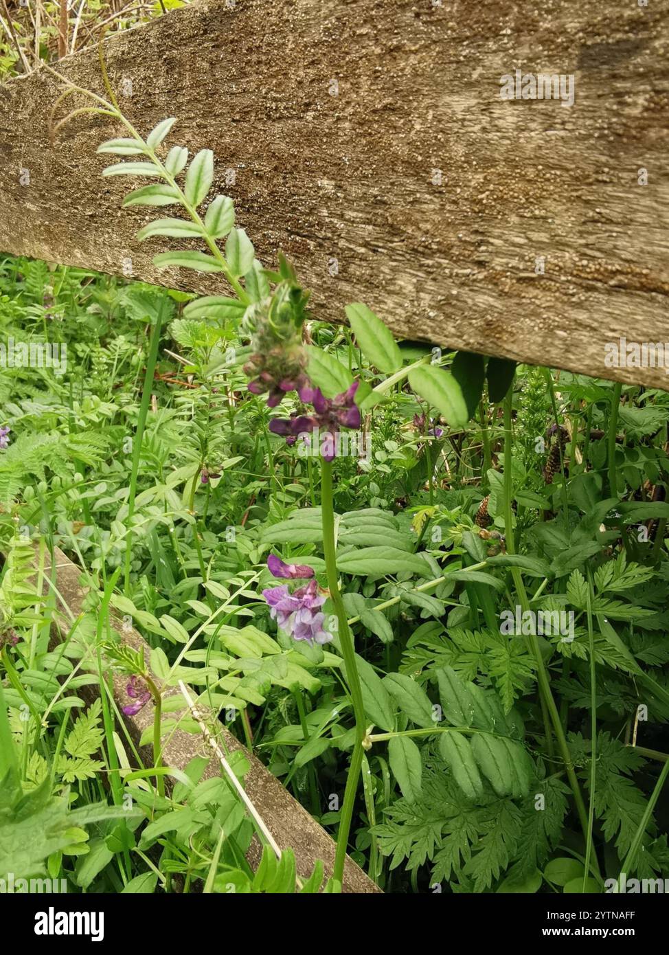 Bush Vetch (Vicia sepium Stock Photo - Alamy