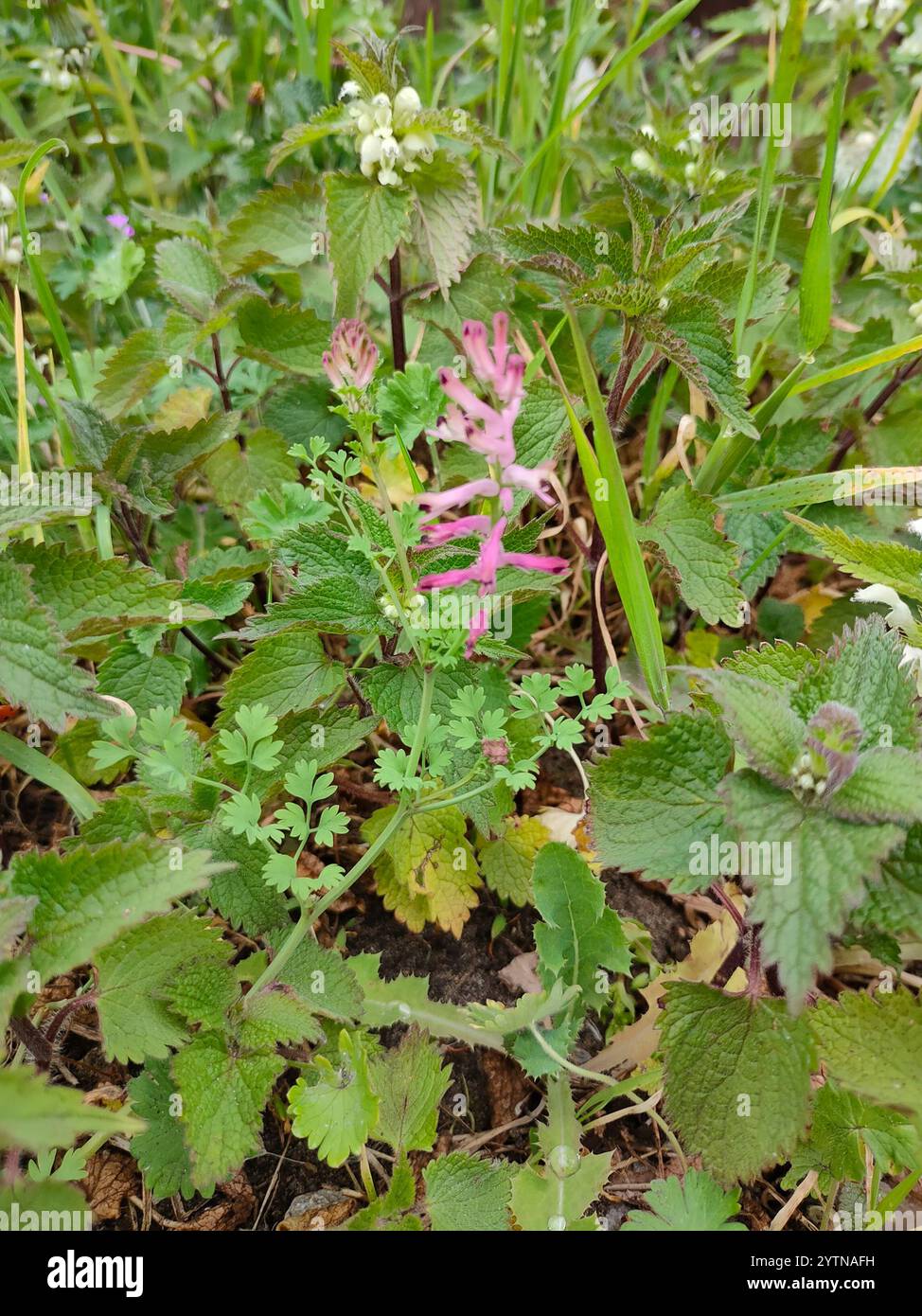 Common Fumitory (Fumaria officinalis Stock Photo - Alamy