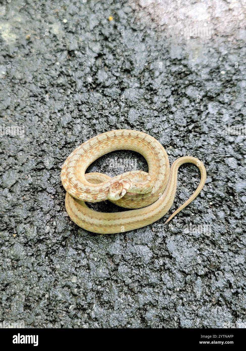 Dekays brownsnake hi-res stock photography and images - Alamy