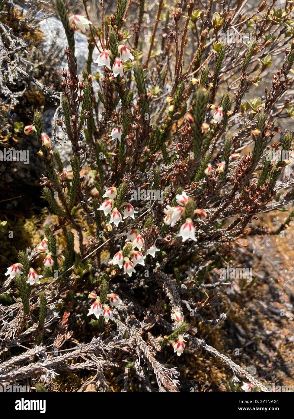 Himalayan heather (Cassiope fastigiata Stock Photo - Alamy