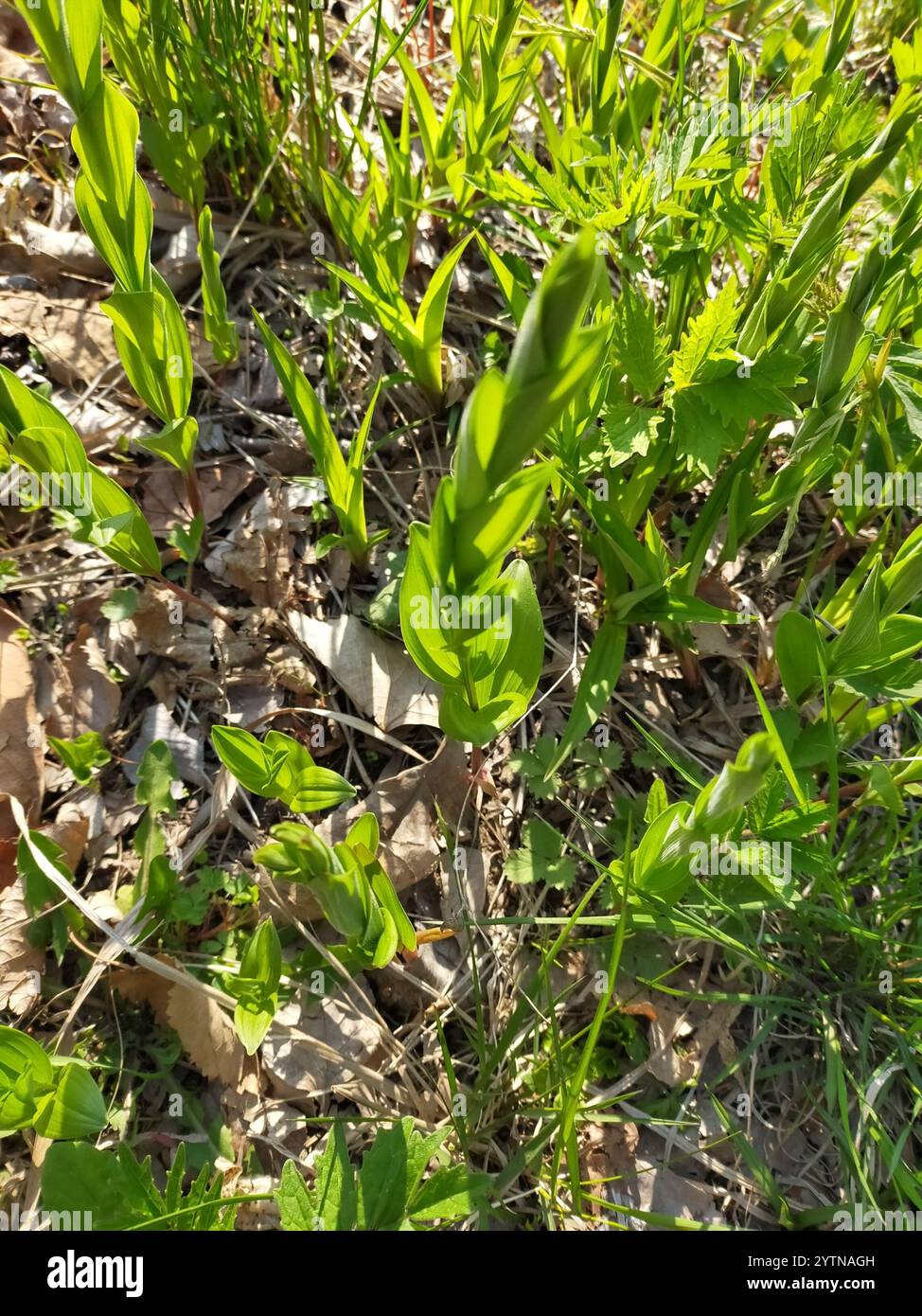 Dwarf polygonatum hi-res stock photography and images - Alamy