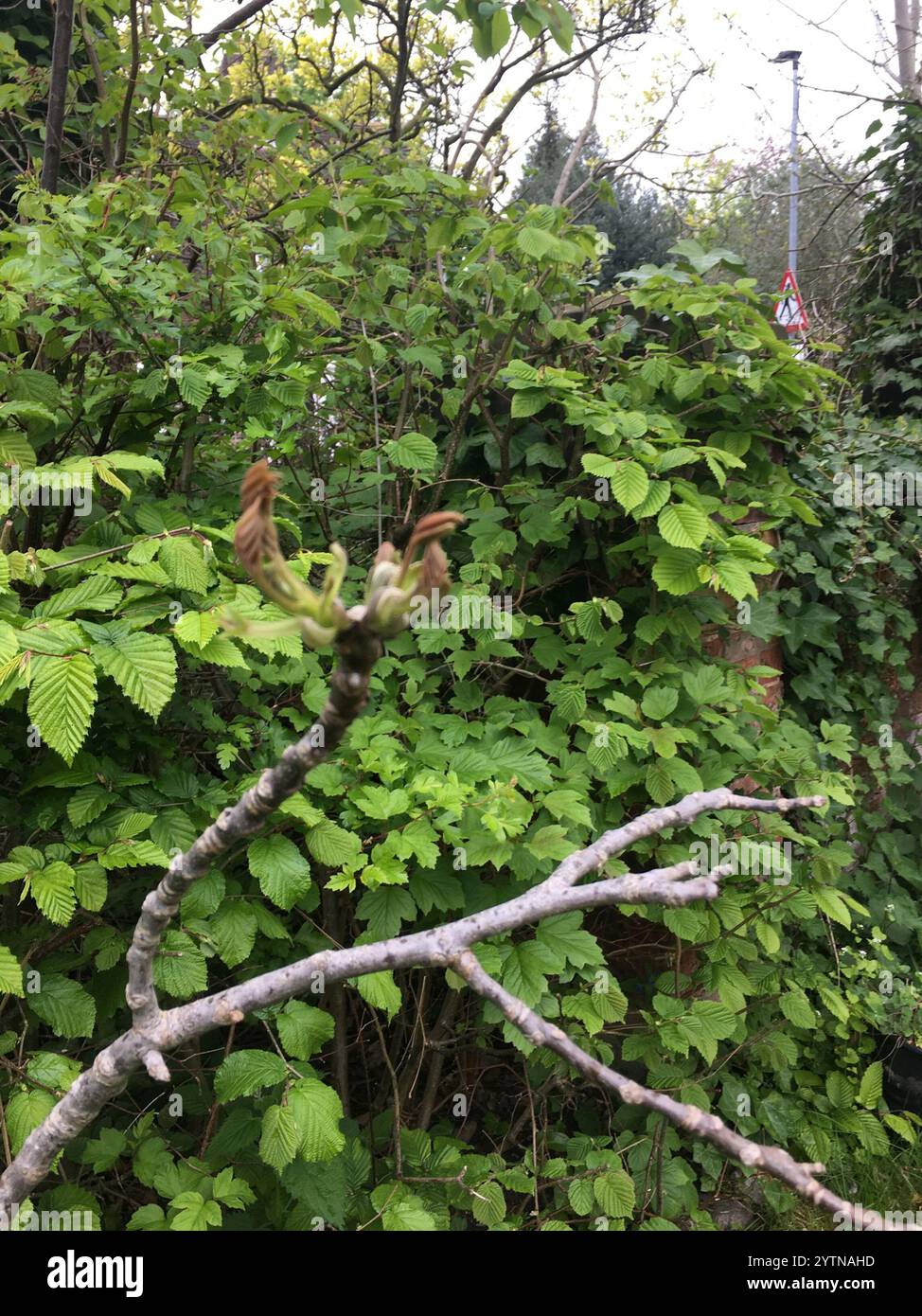 walnut family (Juglandaceae Stock Photo - Alamy